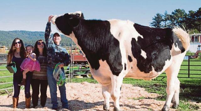 Spesies Terbaru Dari Sapi Dengan Ukuran Tertinggi di Dunia - Dunia Satwa