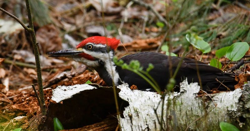 PILEATED WOODPECKER