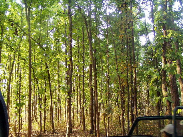 Blog de sociales Abraham Jesús Fernández: THE MAJOR BIOCLIMATIC ZONES ...