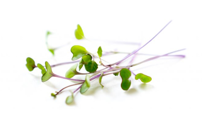 Microverdes: Saiba o que são e como cultivá-los