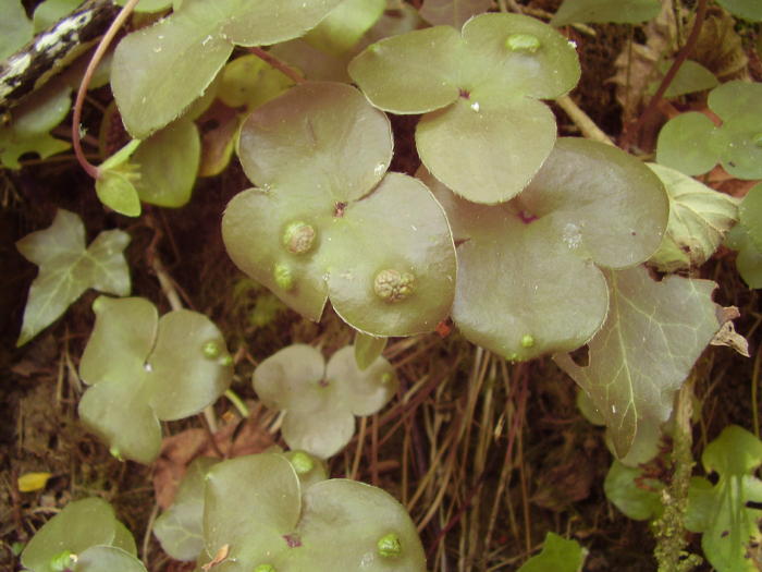 KELAS HEPATICAE (LUMUT HATI) - Pengertian Menurut Ahli