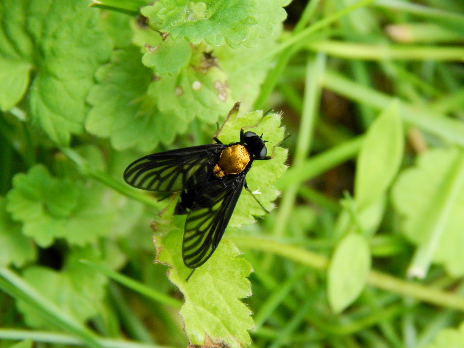 Capital Naturalist by Alonso Abugattas: Golden-Backed Snipe Flies