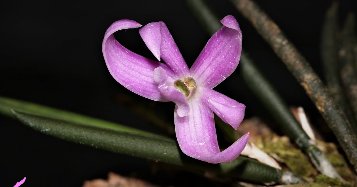 Leptotes unicolor