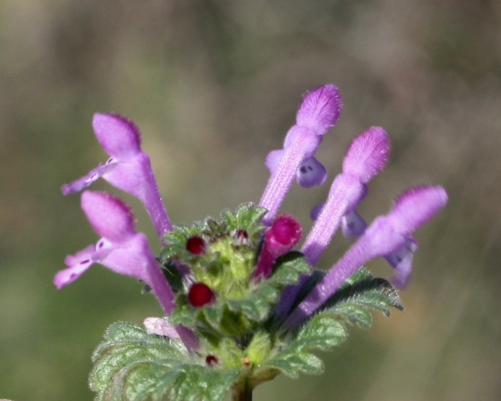 Plantas: Beleza e Diversidade: Chucha-pitos (Lamium amplexicaule)