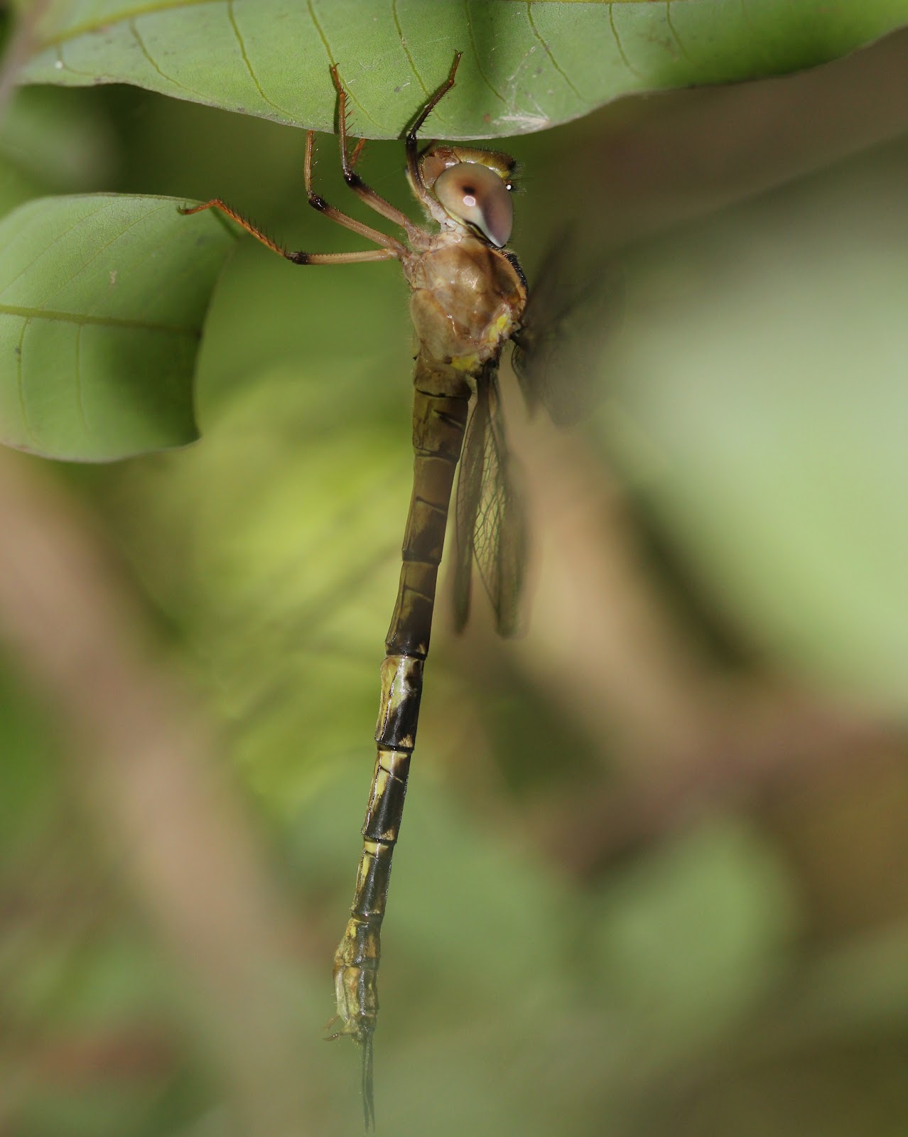 VietOdonata: Gynacantha subinterrupta Rambur, 1842
