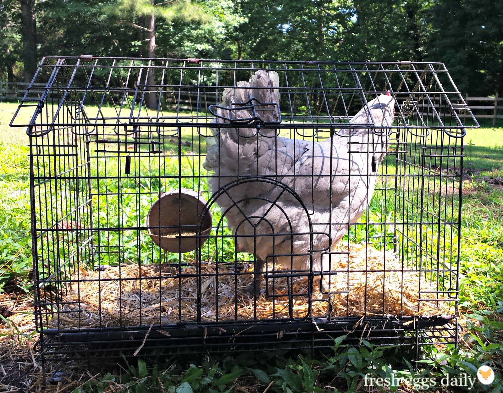 Traveling (or Moving) with Chickens - Fresh Eggs Daily® with Lisa Steele