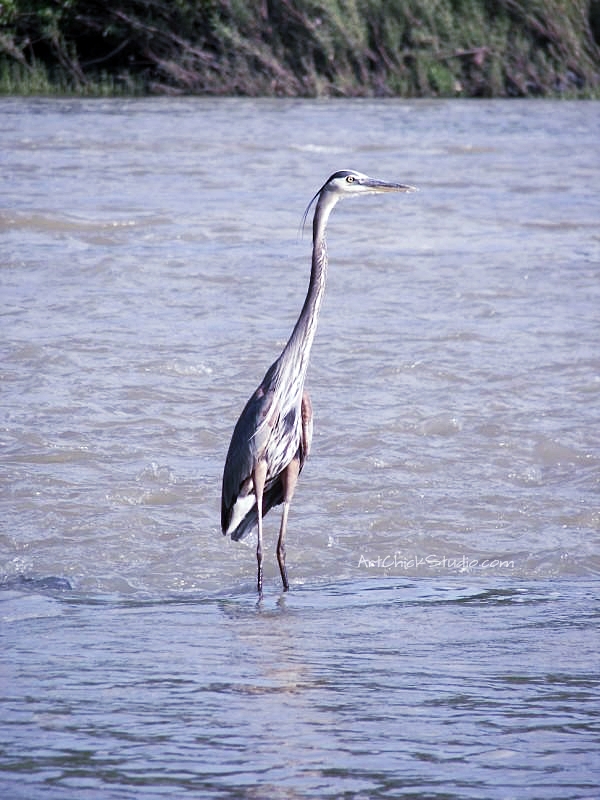 Dam Bird | Art Chick Studio