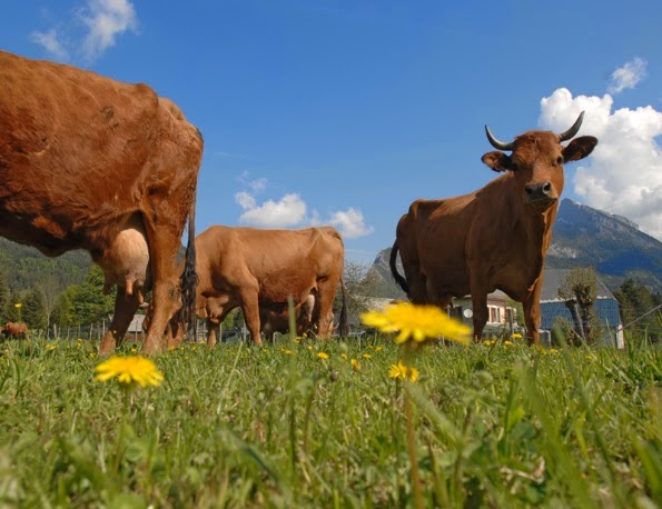 Vach'Expo LaSalle Beauvais au TNLA 2014: Au coeur des Alpes vivent les ...