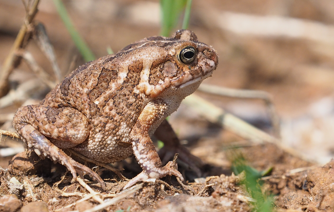 Espacio dedicado a la naturaleza: Sapo común africano (Sclerophrys ...