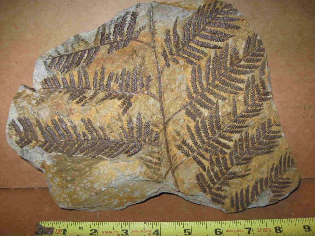 Bagaimana Fosil Dapat Terbentuk? Proses Pembentukan dan Jenis Fosil ...