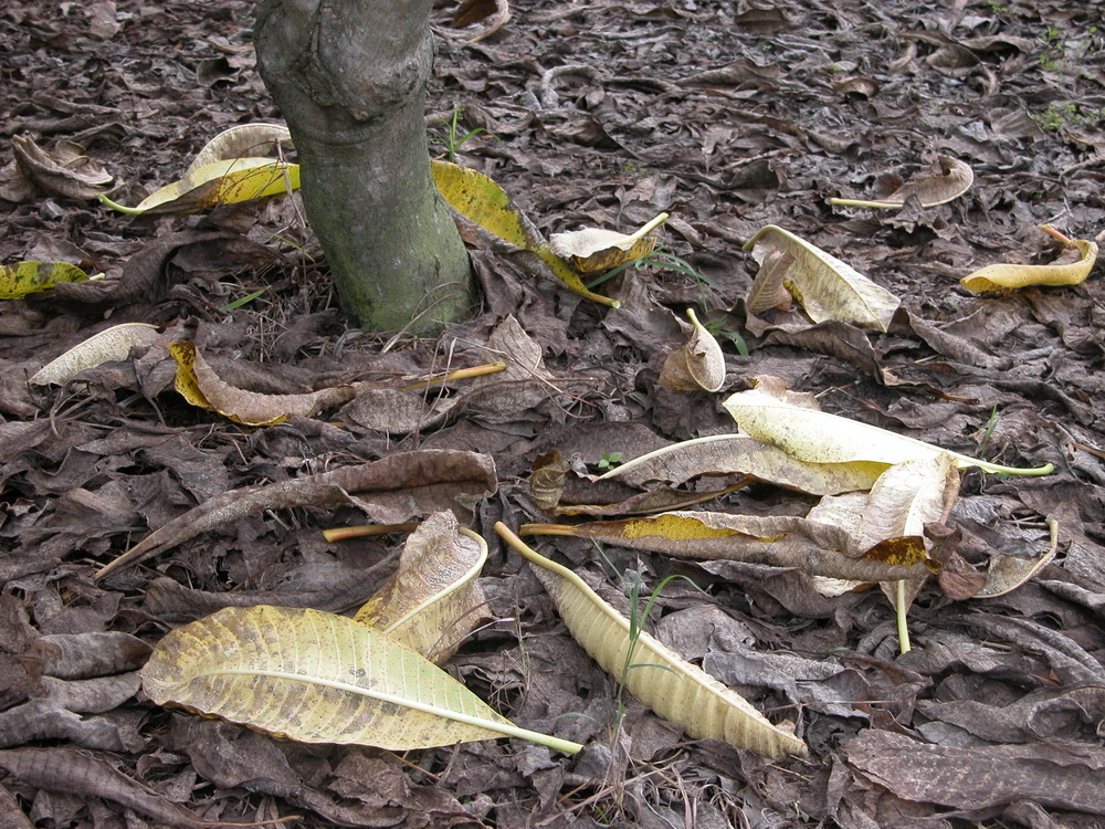 Plumeria Pests and Diseases in Thailand