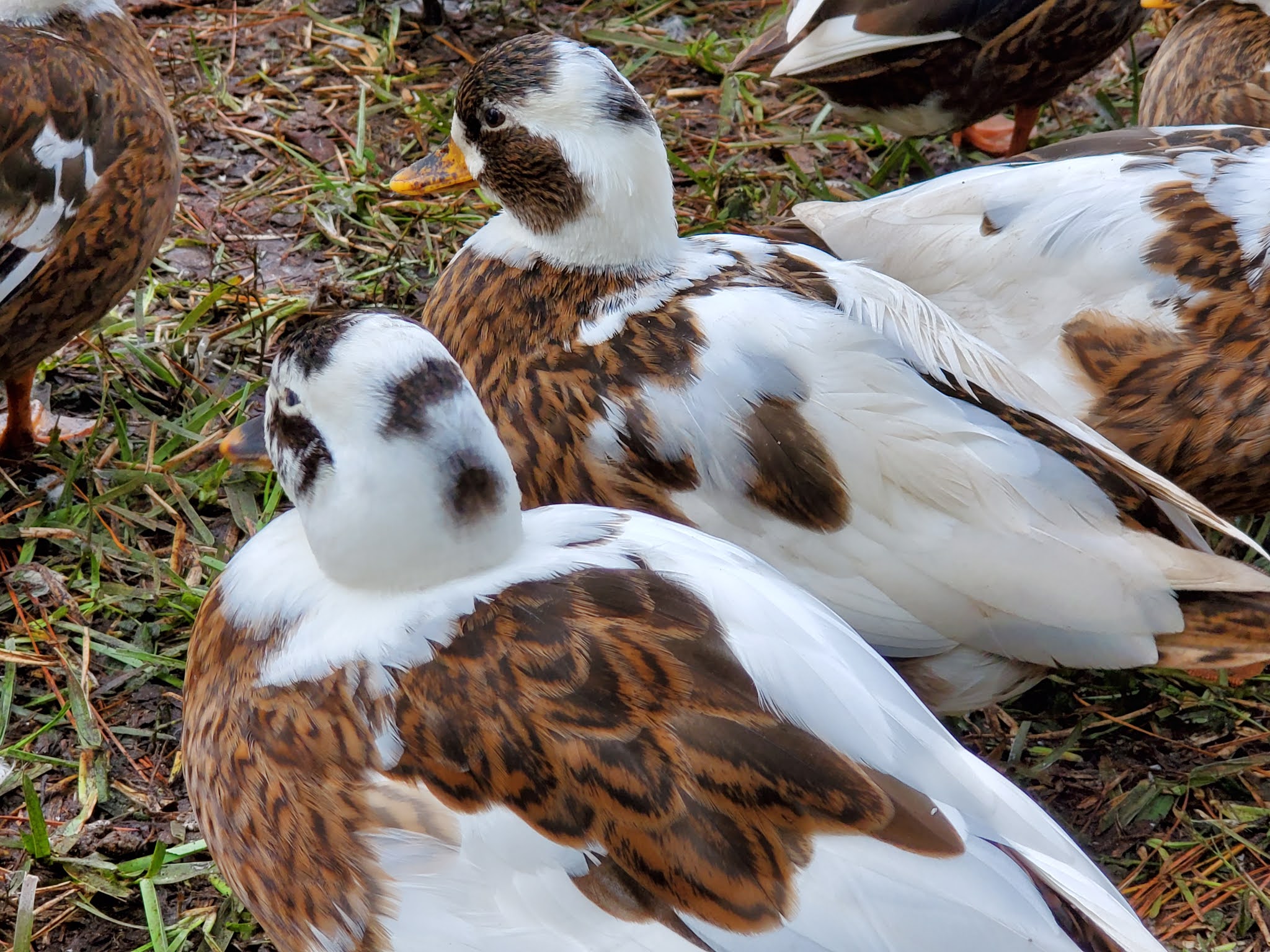 Blue Sky Country Farm: Penciled Call Duck