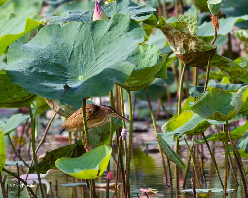 ZAGROS NATURE IMAGES: Yellow Bittern