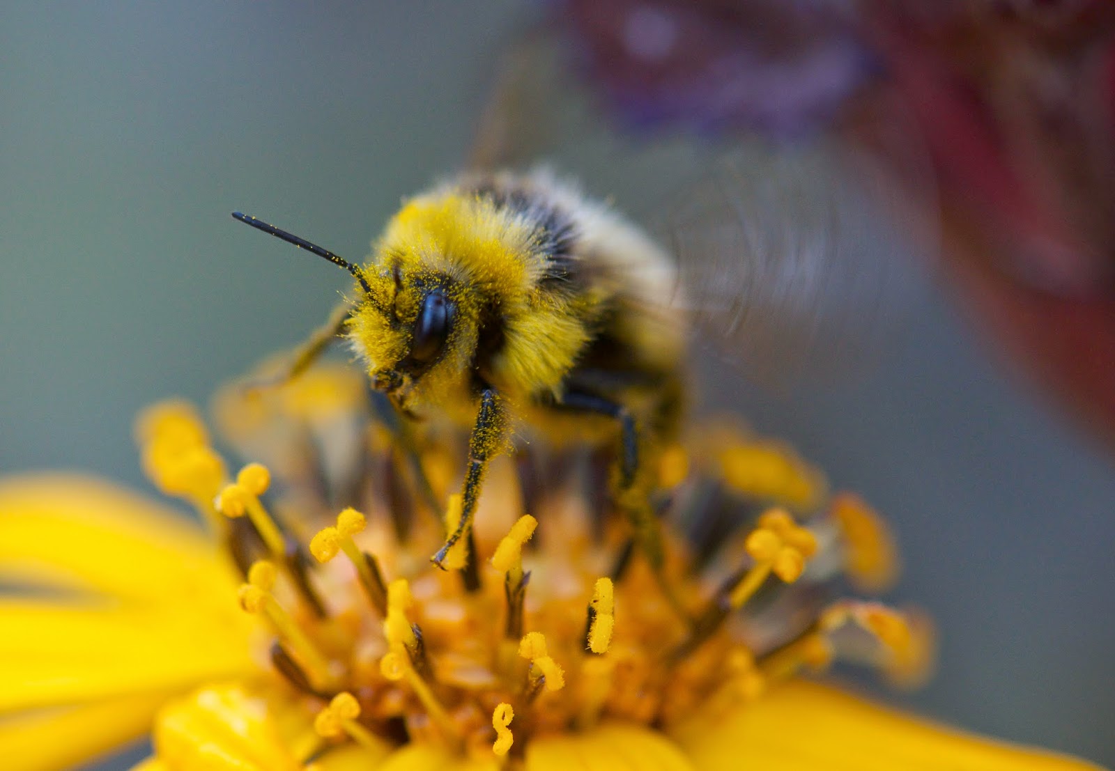 Naturfoto Einar Hugnes: Spennende med humler, admiraler, bier og årets ...