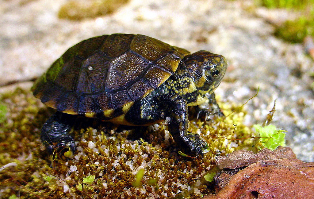 Western Pond Turtle - Reptiles World