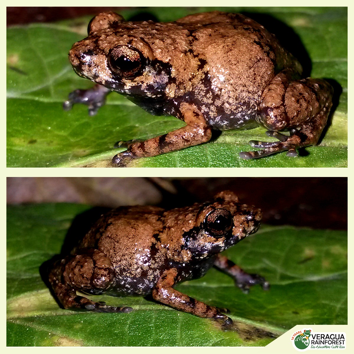 Species New to Science: [Herpetology • 2019] Diasporus amirae • A New ...