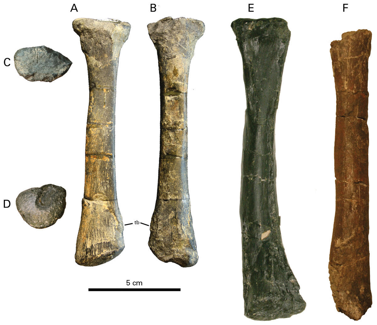 Prehistoric Beast of the Week: Ferrisaurus: Beast of the Week