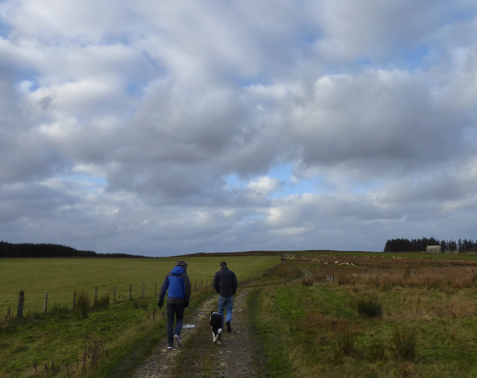 Big Gorse Bush: Fossil Hunting at Achanarras Quarry, Caithness