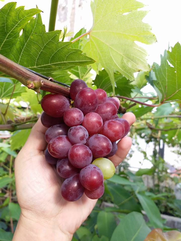 LUAR BIASA...!!! ini 11 jenis anggur paling genjah di indonesia - pohon ...