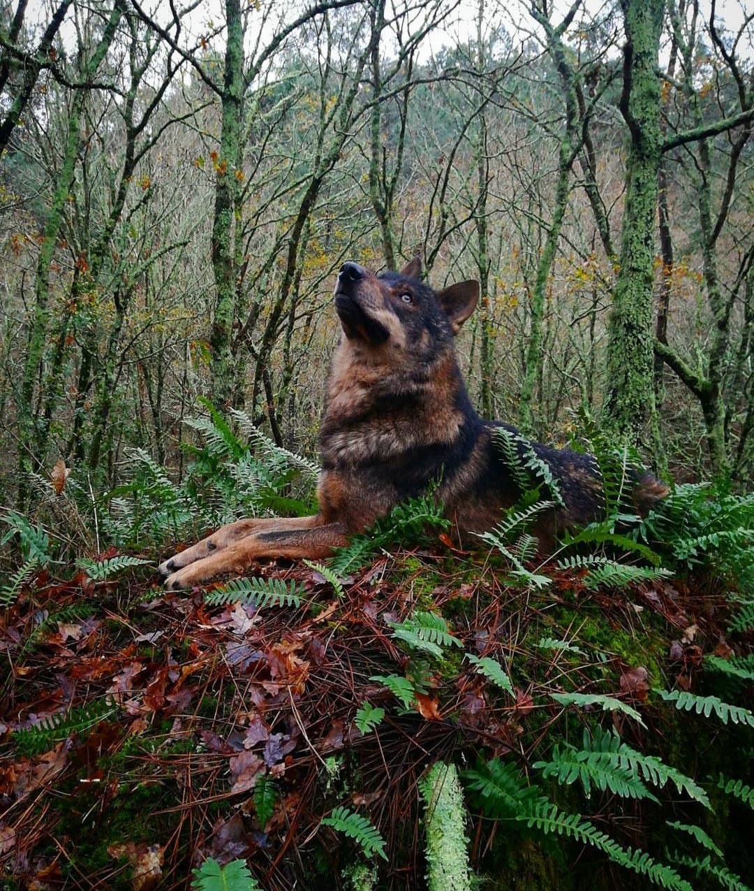 Descubriendo CORAX FAUNA , cuidado... amor... respeto animal.