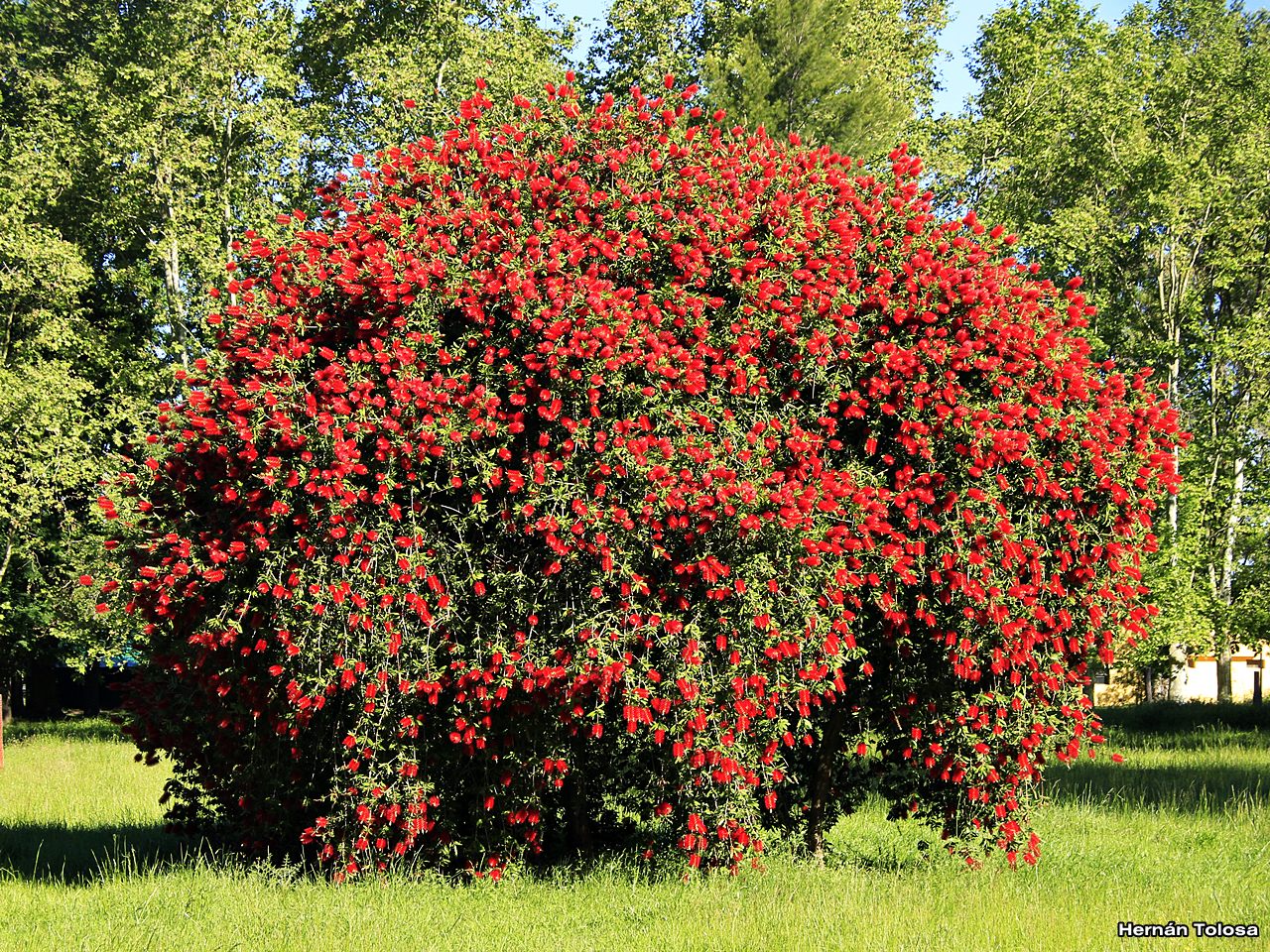 Flora Bonaerense: Limpiatubos (Callistemon citrinus)