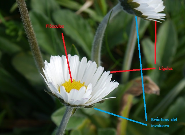 Instantes botánicos: Bellis sylvestris