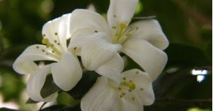 Tumbuhan Bunga kemuning dan Cara Tanamnya