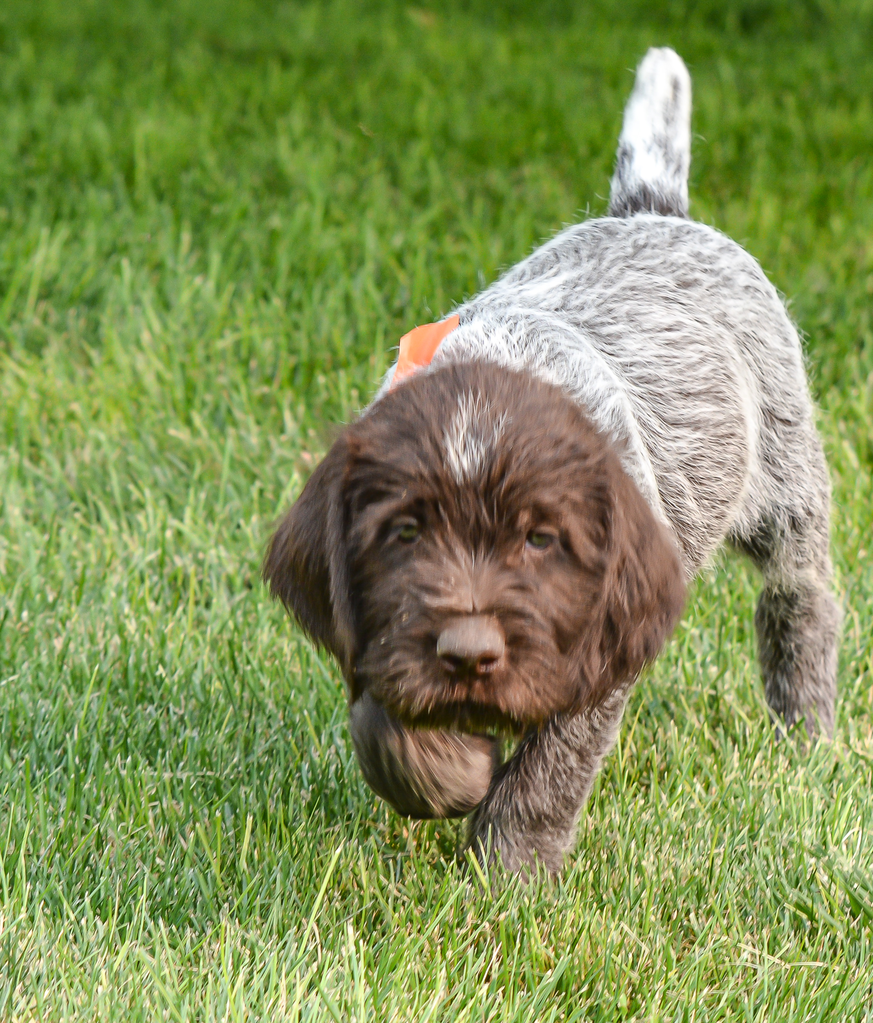 Idaho Outback Wirehaired Pointing Griffon Puppies!