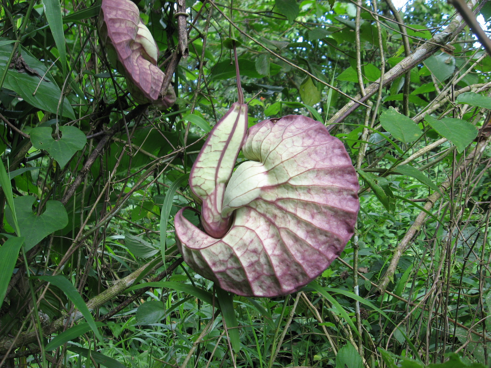 Real Monstrosities: Pelican Flower