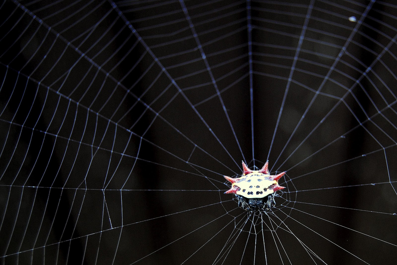 Field Notes and Photos: Spiney Orb Weaver Spider