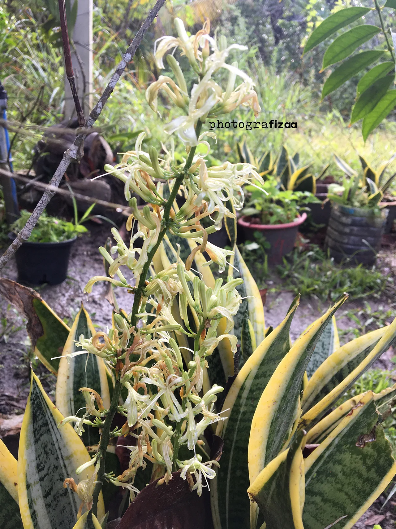 Berbunga Rupanya Snake Plant | Blog Sihatimerahjambu