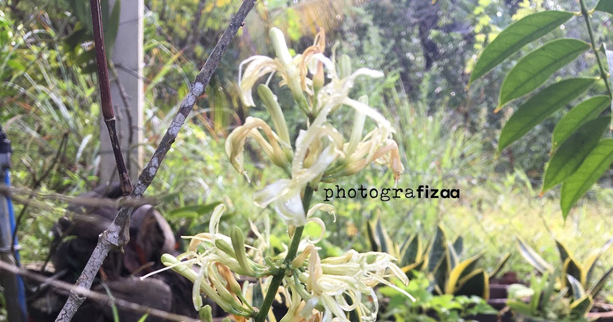 Berbunga Rupanya Snake Plant | Blog Sihatimerahjambu