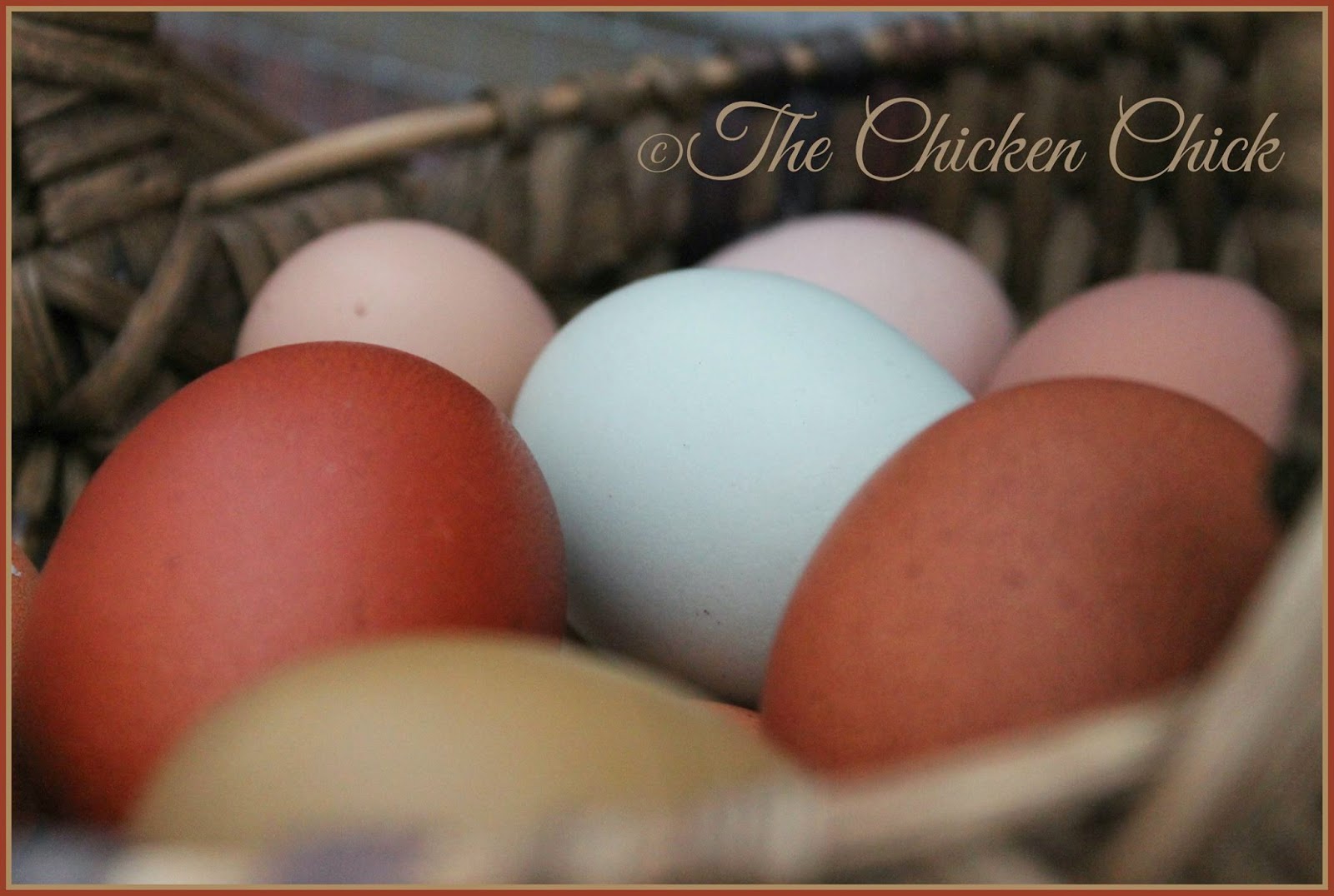 Flock Focus Friday, 3/21/14 | The Chicken Chick®