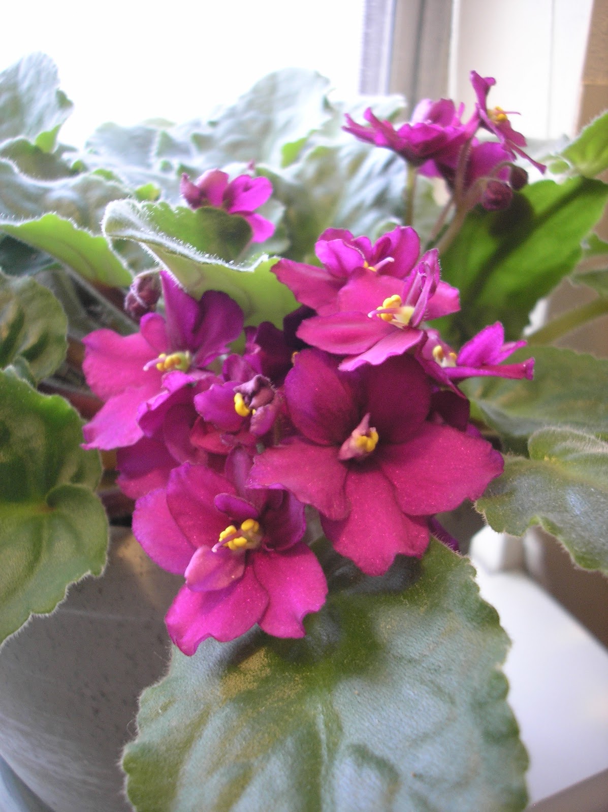 Mike's Apartment--Backyard Garden Blog: Propagating African Violets for ...