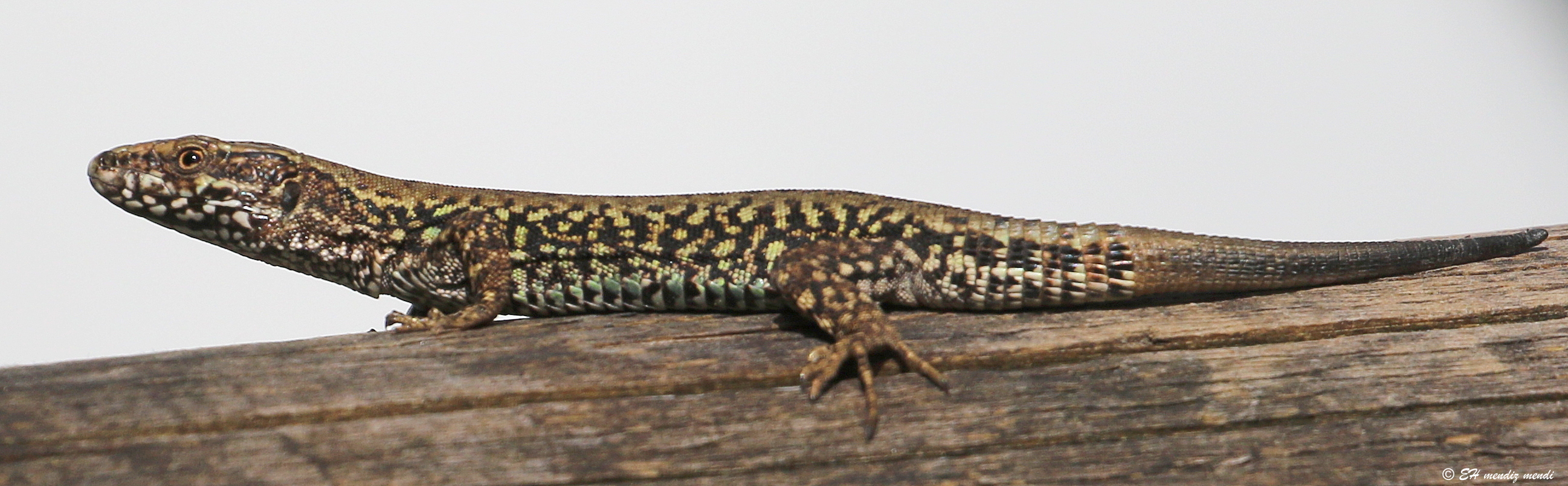 Euskal Herria mendiz mendi: ESTUÑAGAN - ALTO DEL CORRAL (841M ...