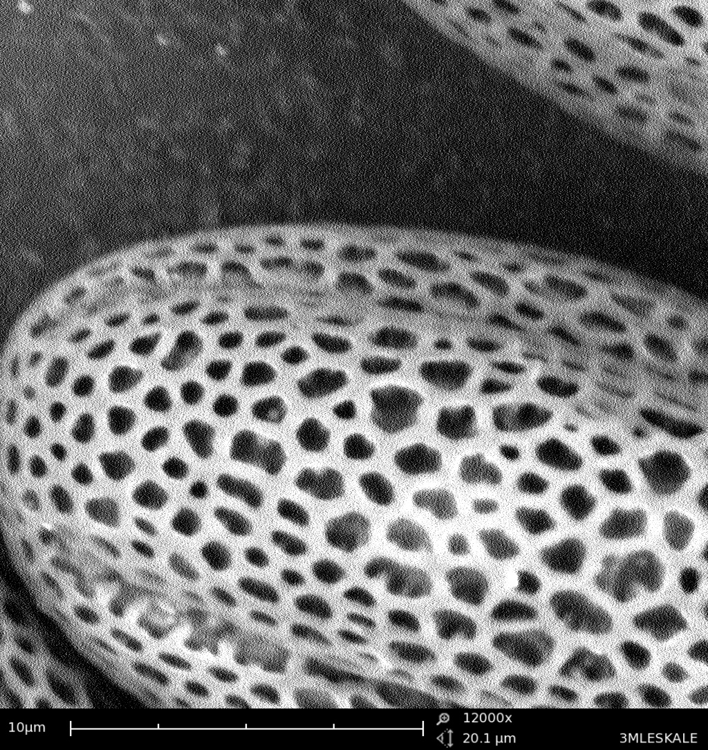 Food For Thought: SEM Microscope images of Kale, Tomato, and Cherry