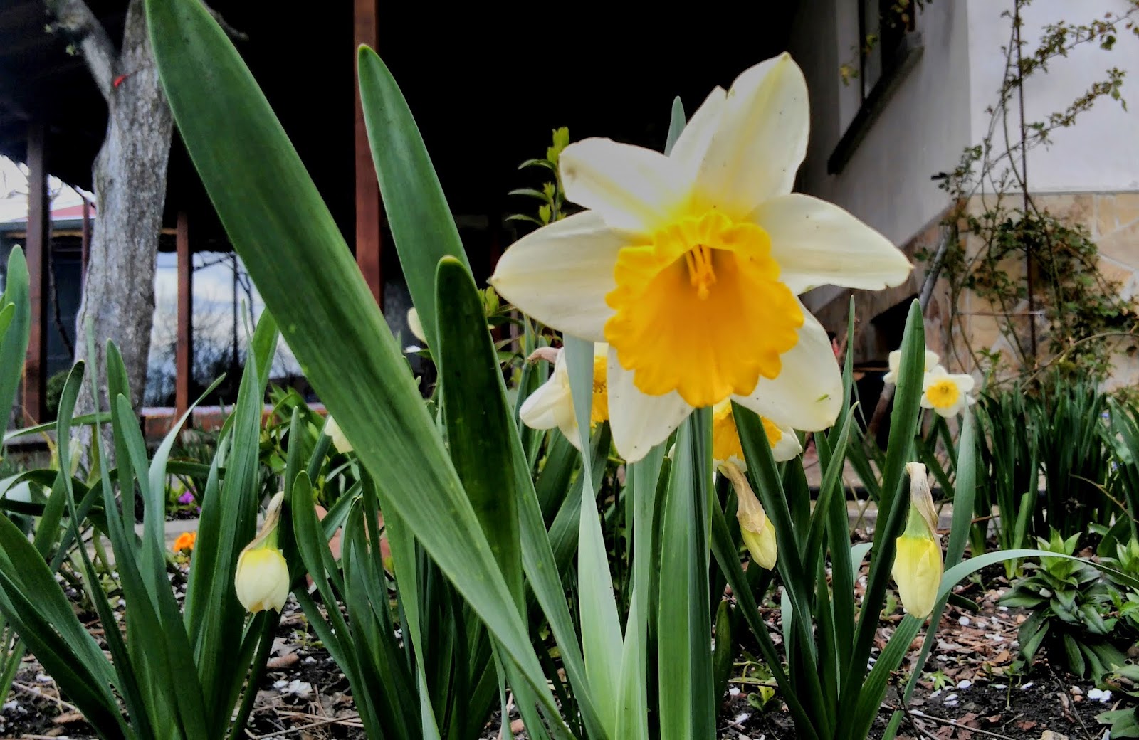 The Amazing Nature: Spring Flowers