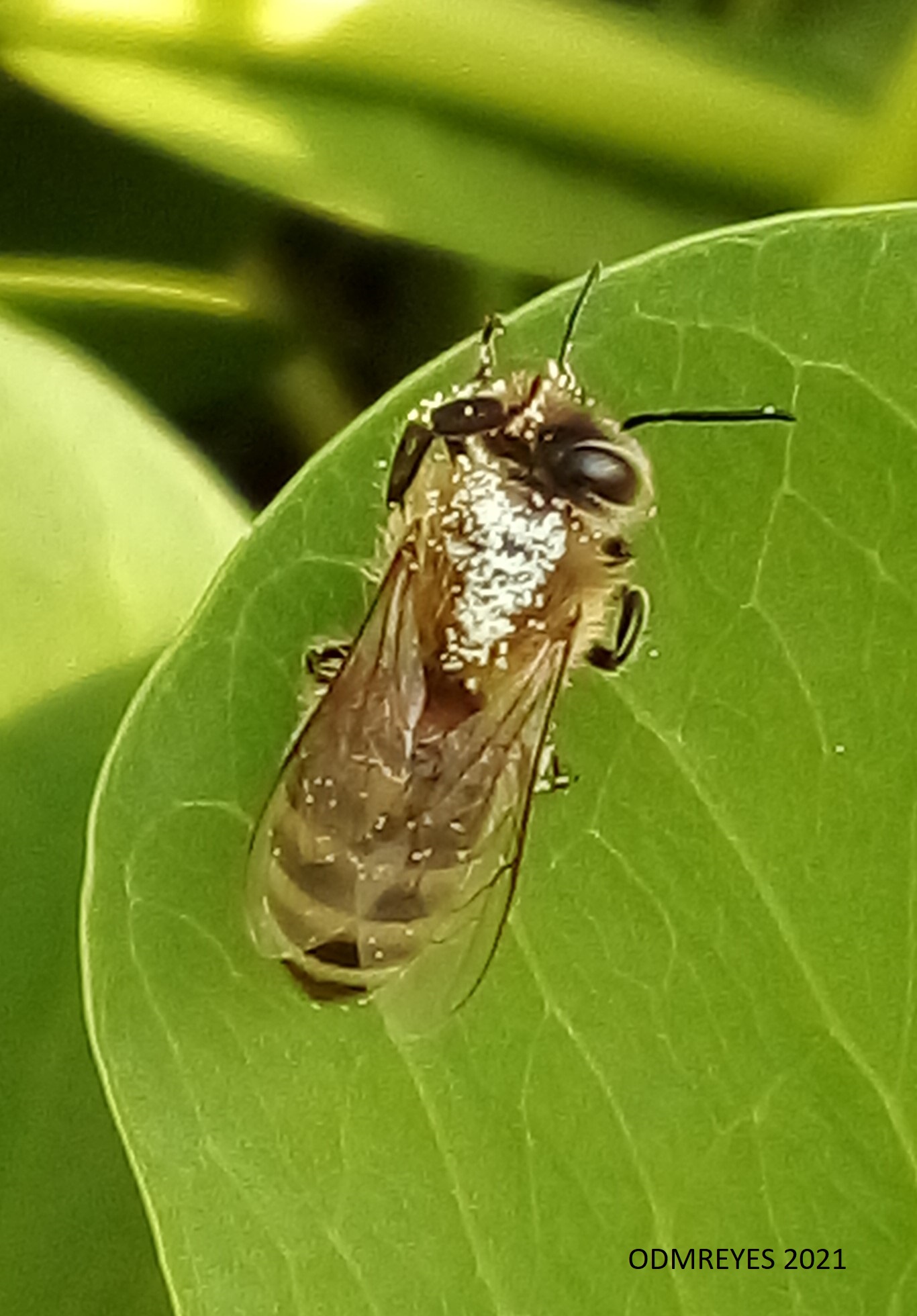 Samurai Bug Chronicles: Let's All Be Bee Friendly! My Arabian Dwarf ...