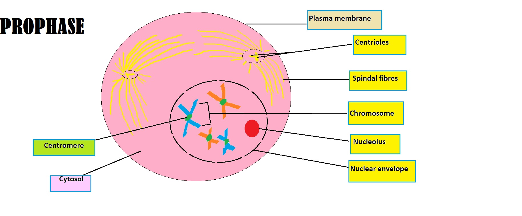 Cell Cycle and cell division