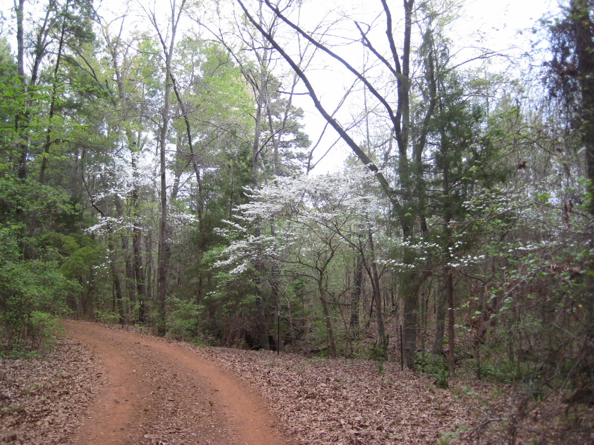 The Gardens of Edom: Dogwood trees