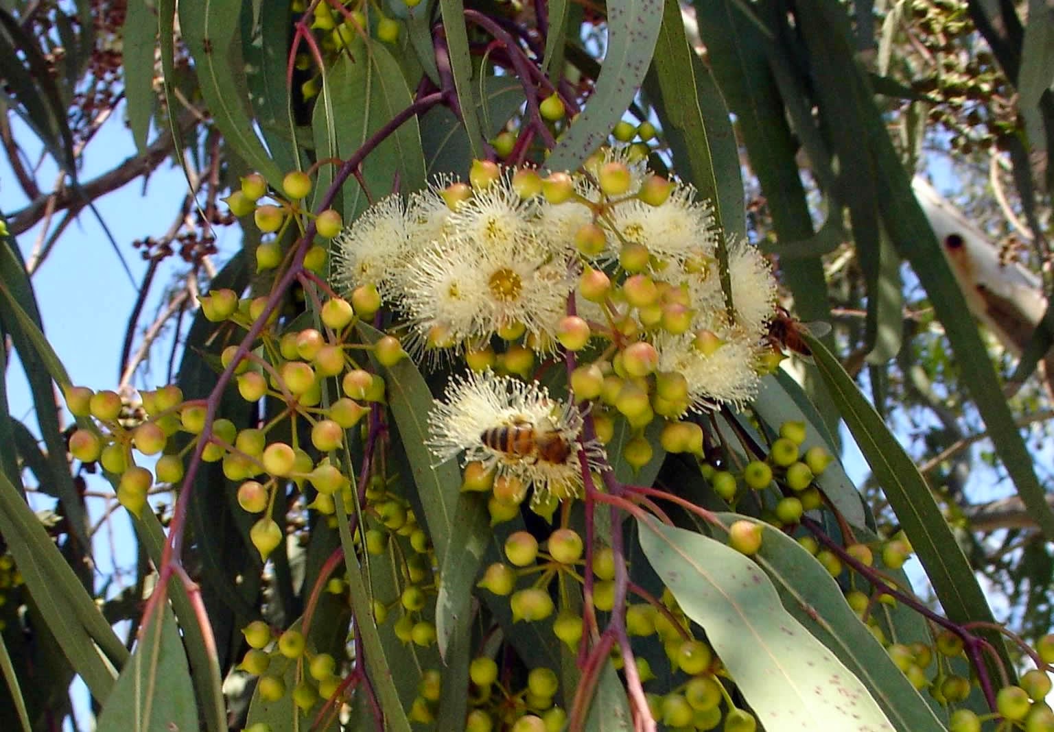 Verdissima passione - blog di agronomia tropicale: EUCALIPTO ...