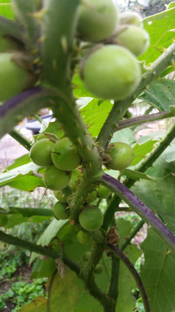 Warisan Petani: Pokok Terung Asam