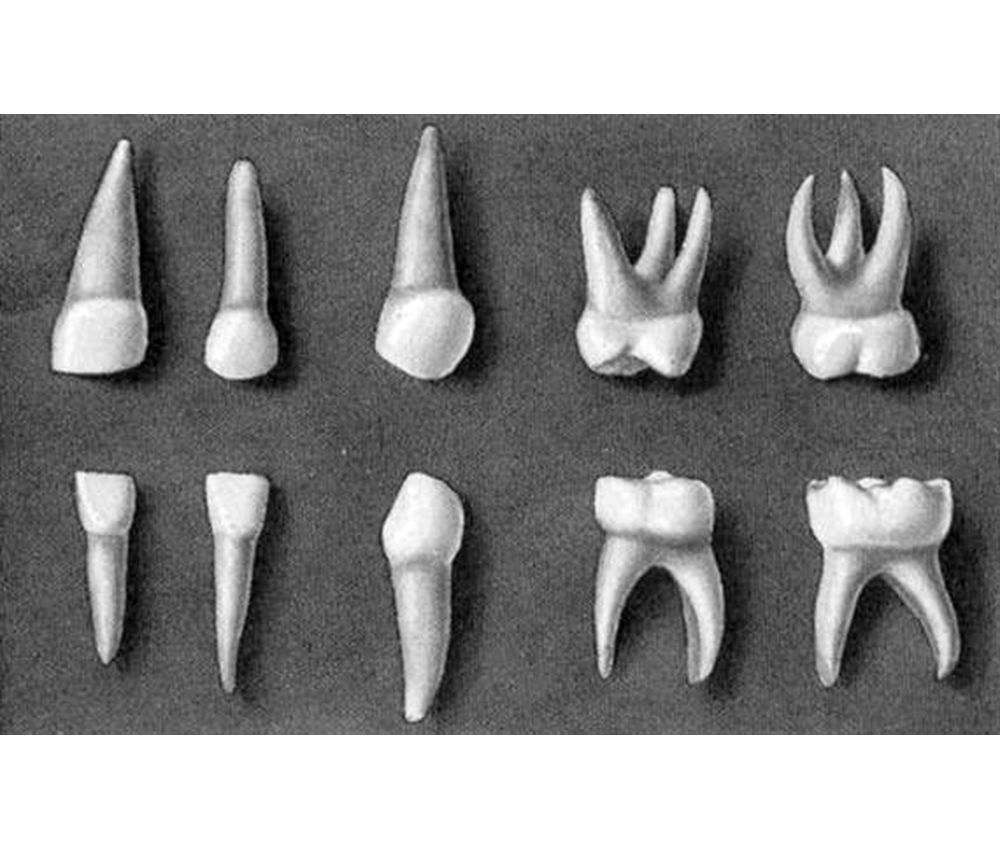 Primary Tooth Anatomy - Characteristics - OdontoVida