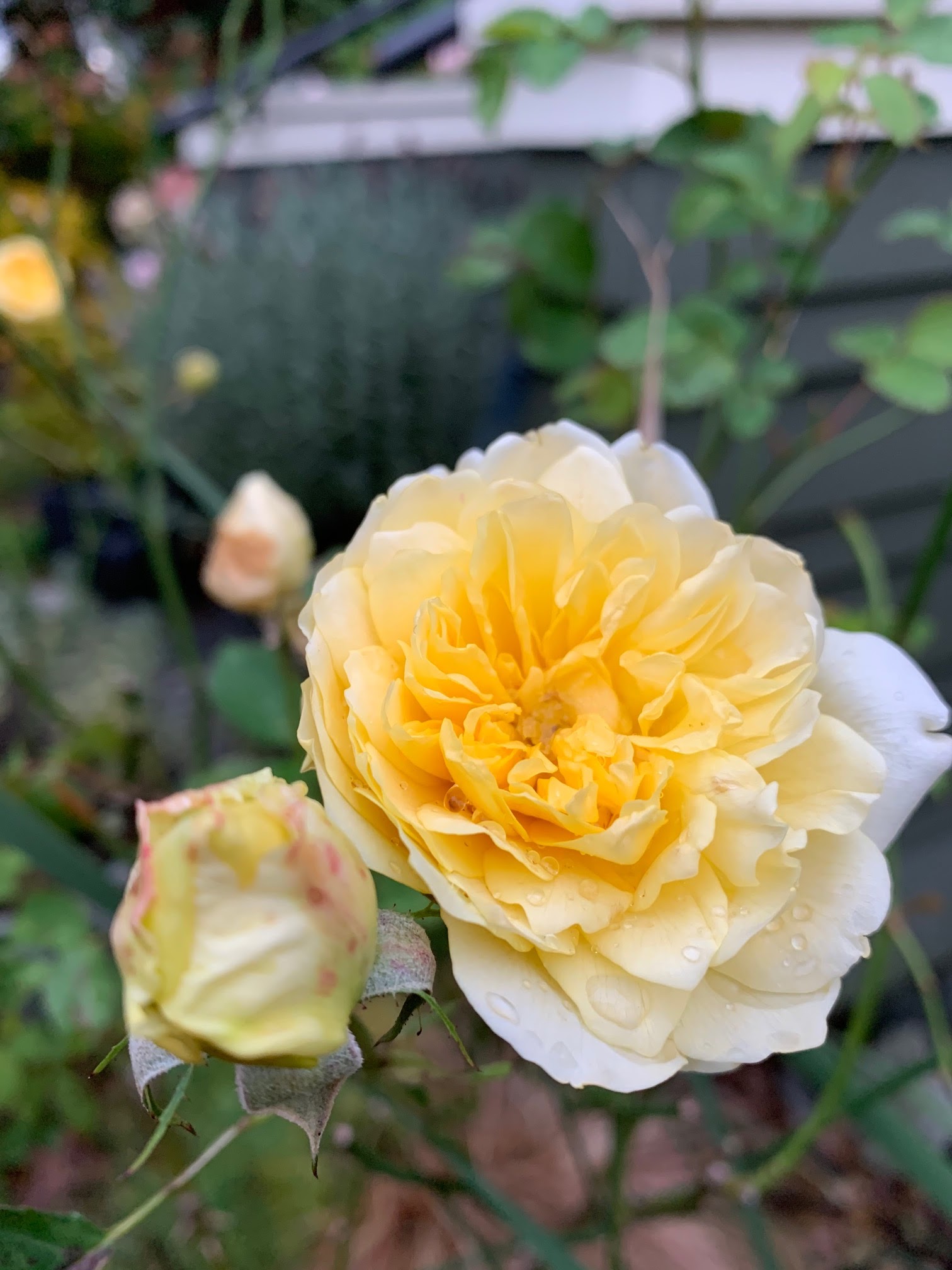 hostess of the humble bungalow: Roses, Tea and Covid Cooking...a tonic ...