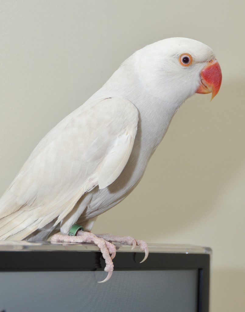 White Indian Ring neck parrots with chicks