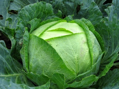 Seminte si plante de gradina hobby: Varza alba