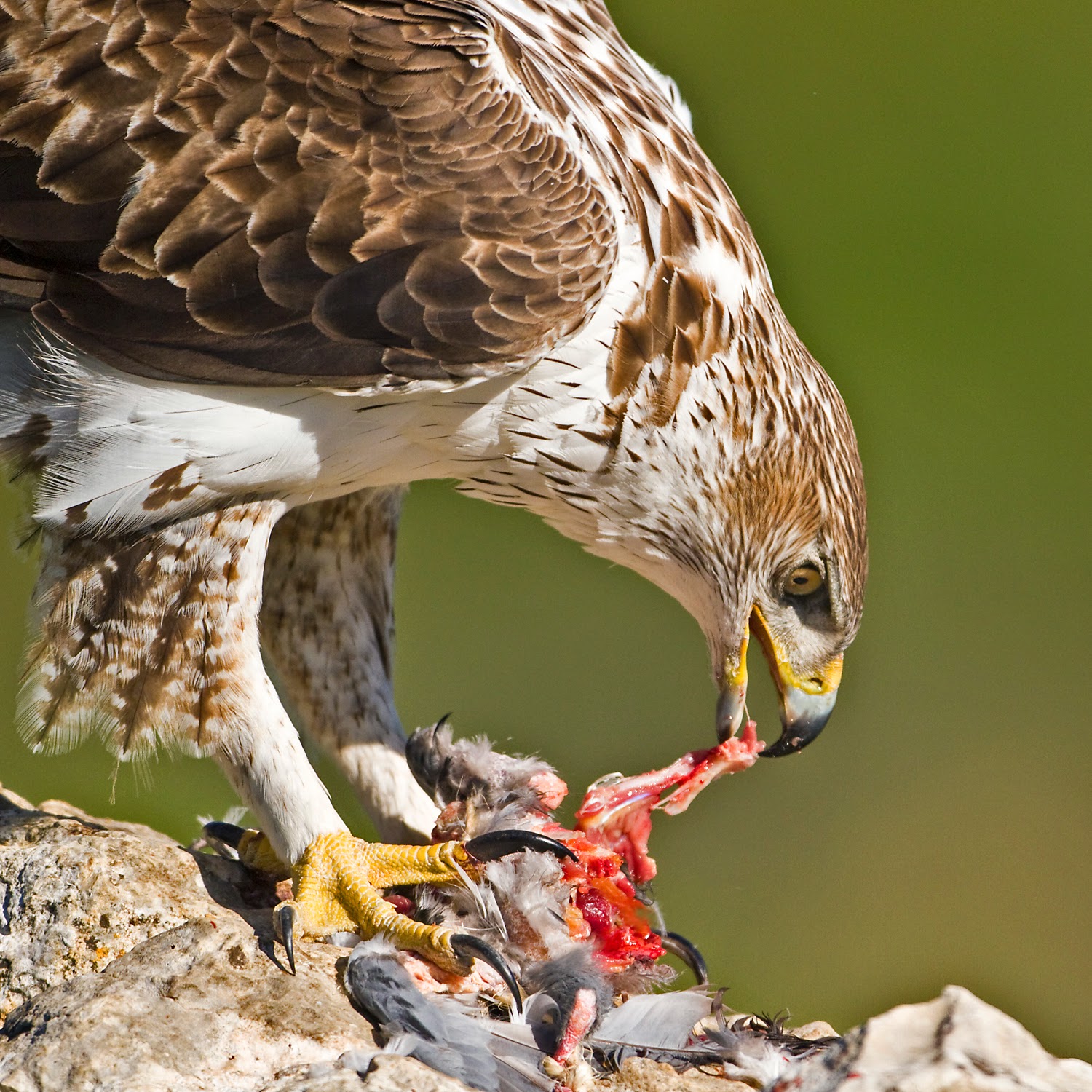 PETER'S PORTFOLIO..............Bird & Wildlife Photography: Bonelli's Eagle