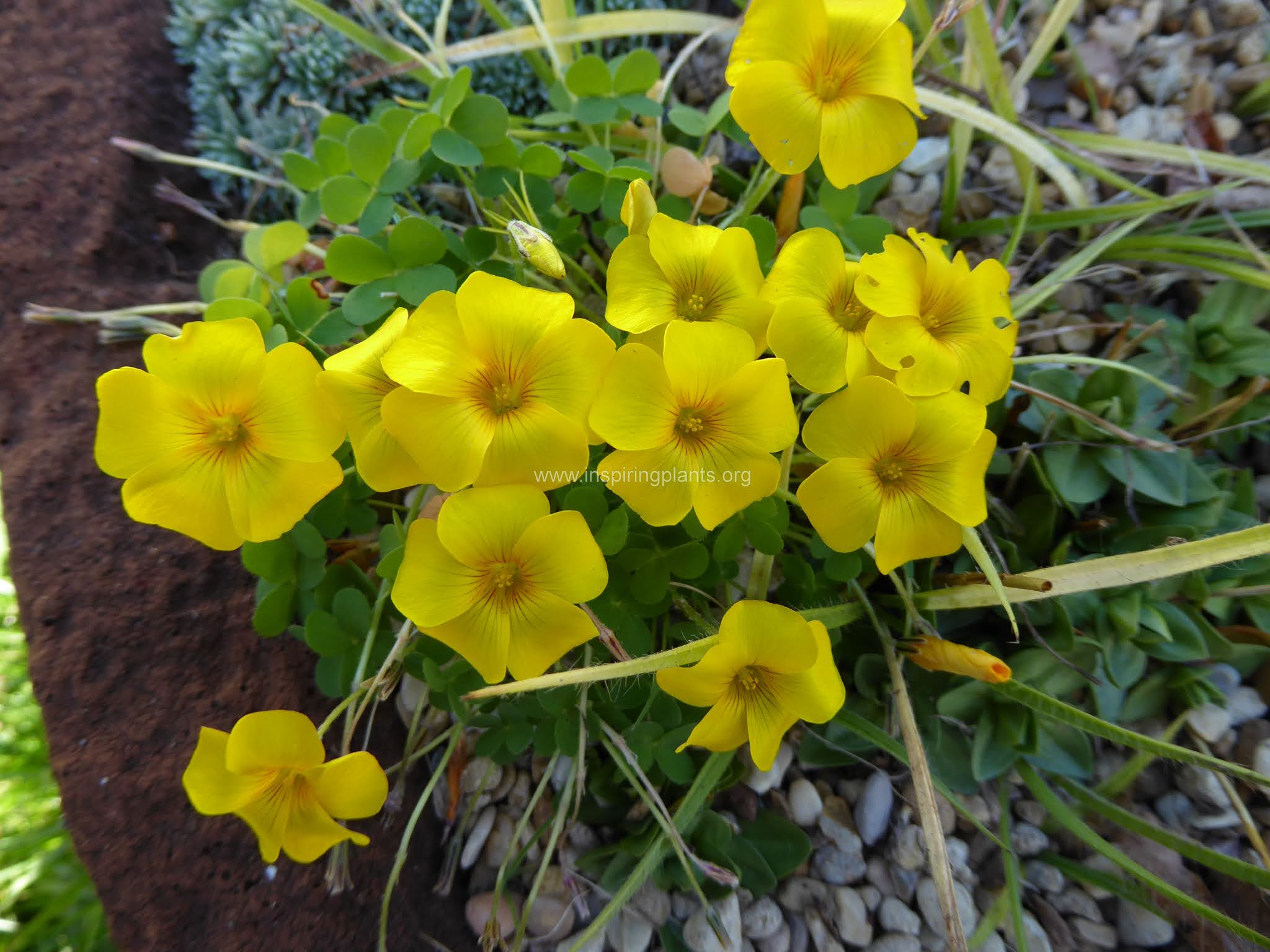 Mark Griffiths Plant Blog: Oxalis lobata