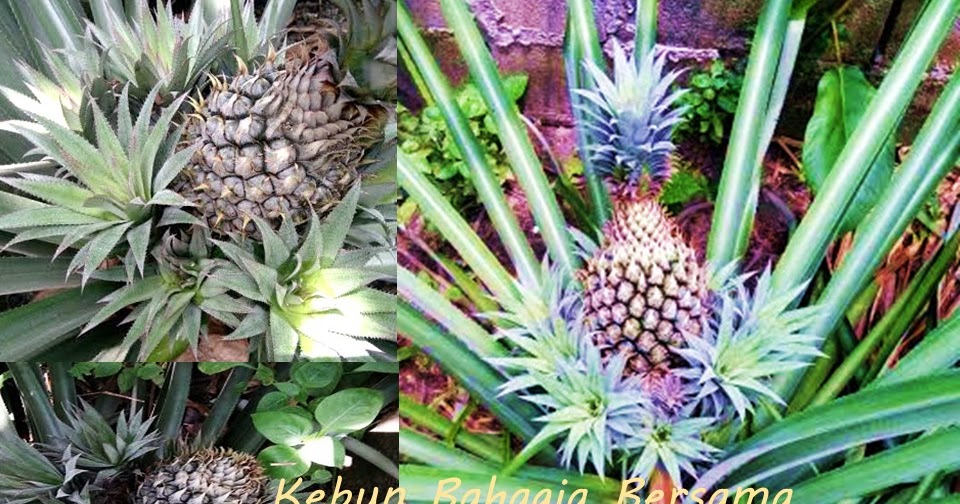 Kebun Bahagia Bersama: Mei Musim Buah dan Bunga Nenas Madu Sabah