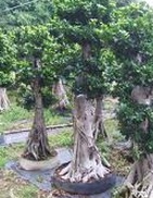 Petak Semai: POKOK ARA JEJAWI